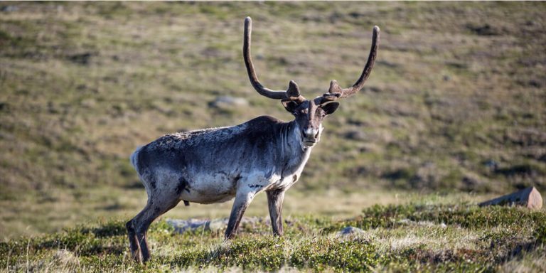 The Polar Bear, the Musk-ox and the Quebec-Labrador Caribou – Inuit ...